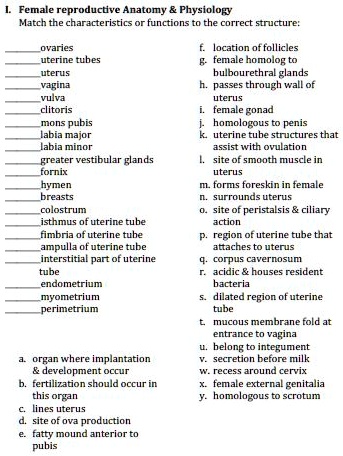 female reproductive anatomy physiology match the characteristics or ...