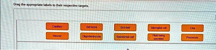 SOLVED: Text: Drag the appropriate labels to their respective targets ...