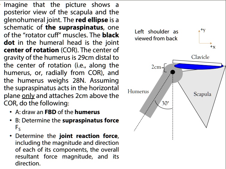 Imagine that the picture shows a posterior view of the scapula and the ...