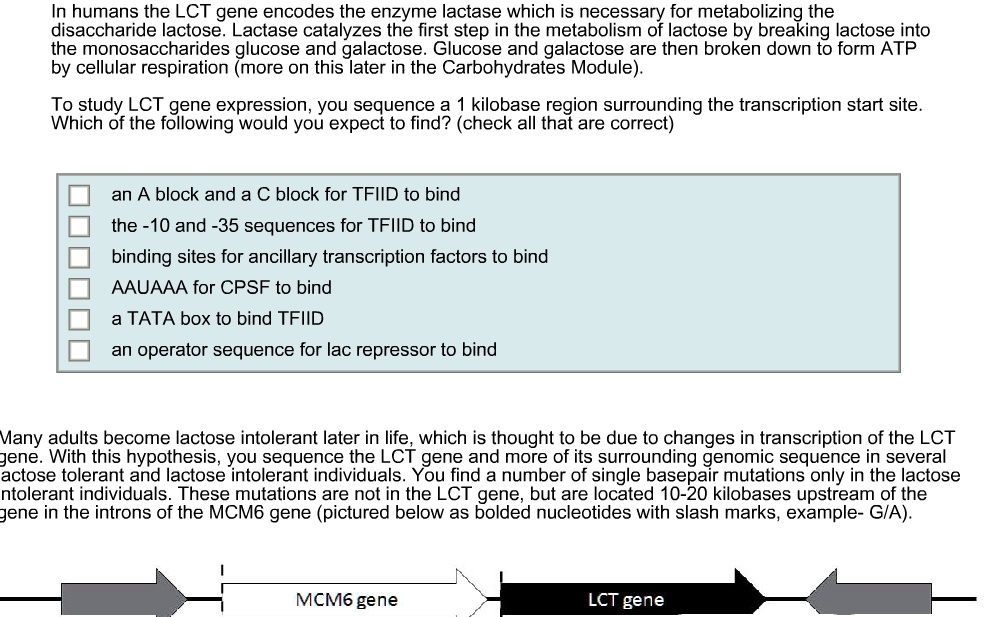 SOLVED: In humans the LCT gene encodes the enzyme lactase which is ...