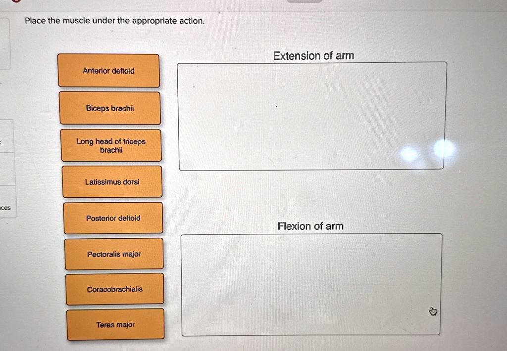 place the muscle under the appropriate action anterior deltoid biceps ...