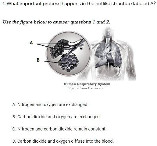 SOLVED: Please help me with science. What important process happens in the netlike structure ...