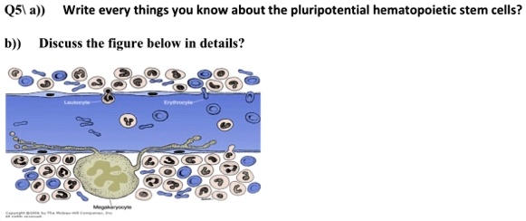 SOLVED: Q5i #)) Write everything you know about pluripotential ...