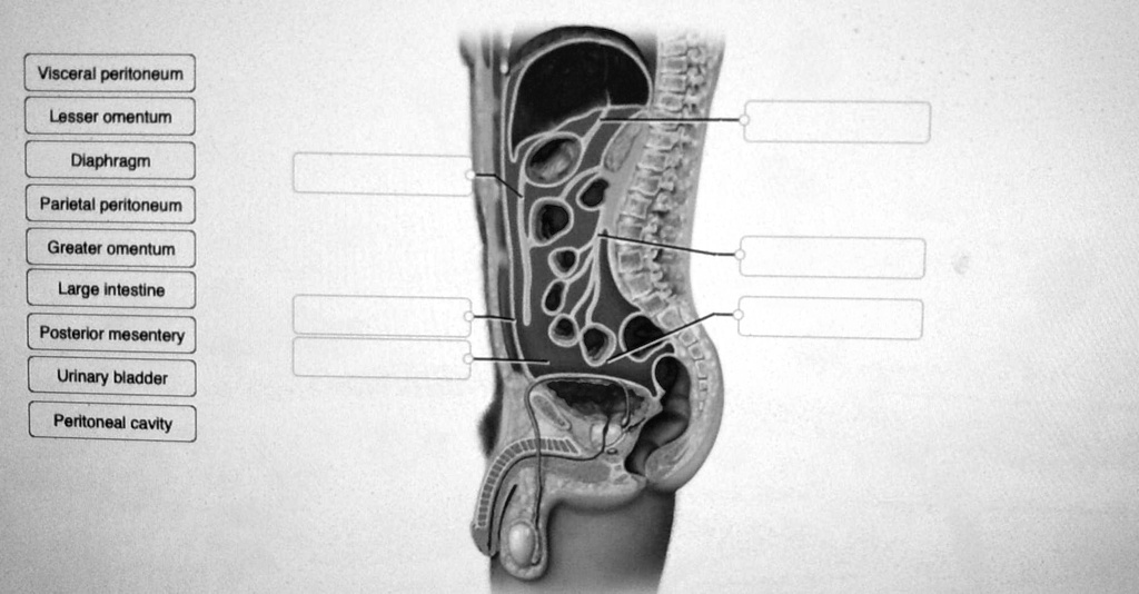 SOLVED: Visceral peritoneum Lesser omentum Diaphragm Parietal ...