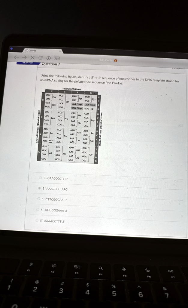 question 7 using the following figure identify a 5 3 sequence of nucleotides in the dna template ...