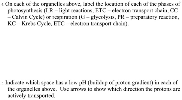 SOLVED: On each of the organelles above, label the location of each of ...