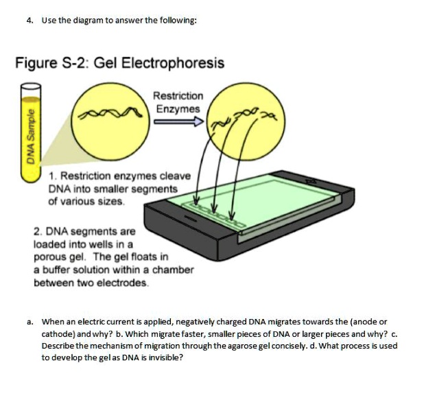 SOLVED: 4.Use the diagram to answer the following: Figure S-2:Gel ...