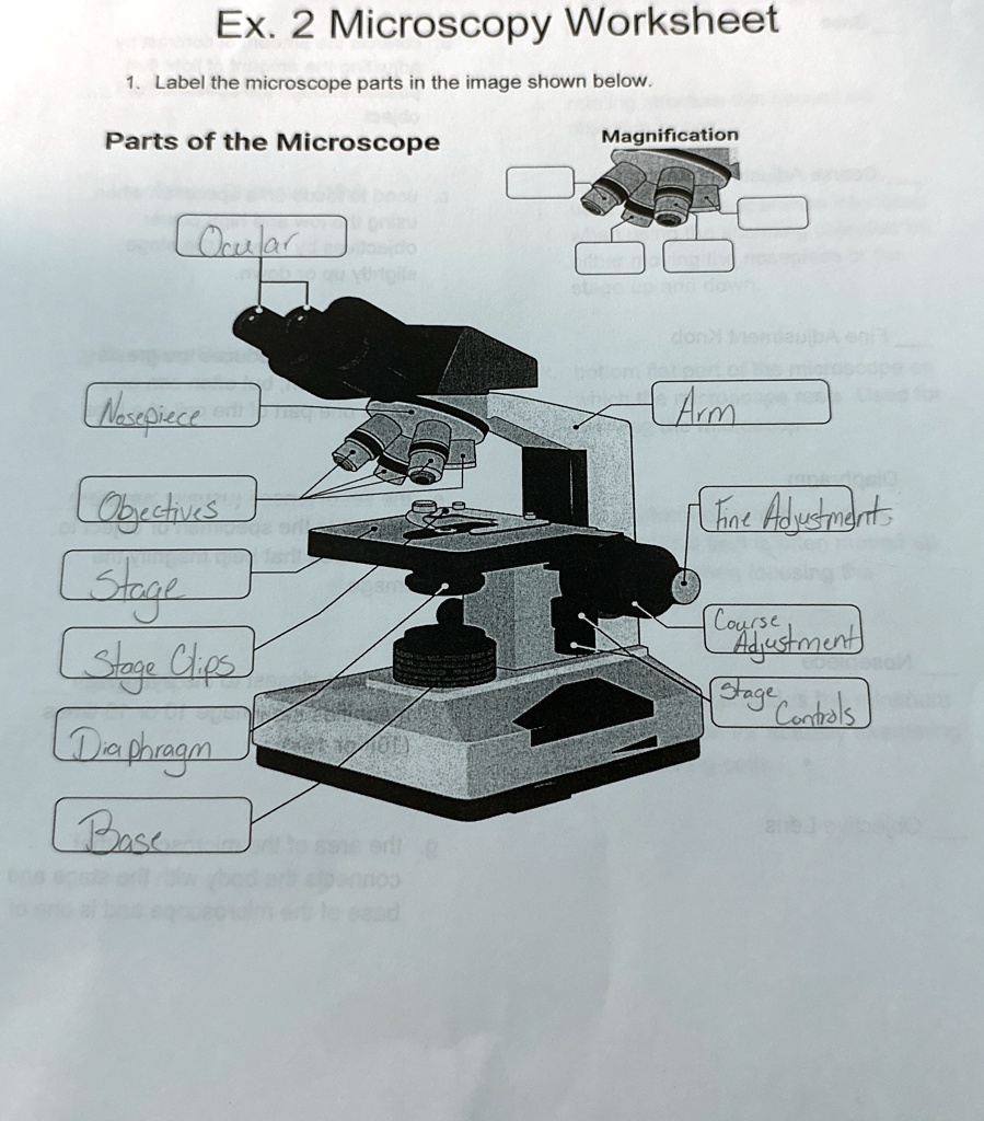 ex 2 microscopy worksheet 1 label the microscope parts in the image shown below parts of the ...