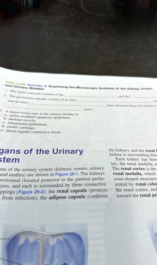 pre lab activity 3 examining the microscopic anatomy of the kidney ...