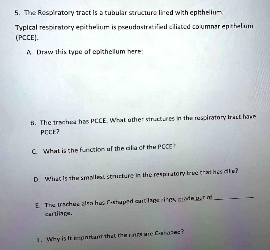 VIDEO solution: 5. The Respiratory tract is a tubular structure lined ...