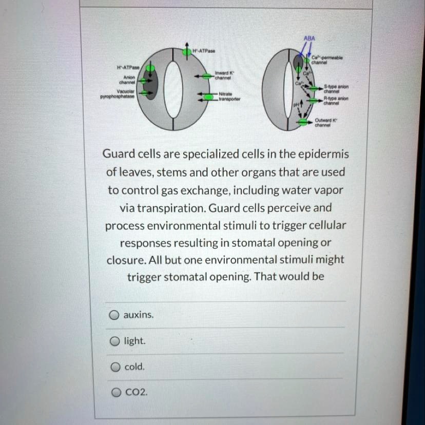 SOLVED: Please help, I appreciate it! Guard cells are specialized cells in the epidermis of ...