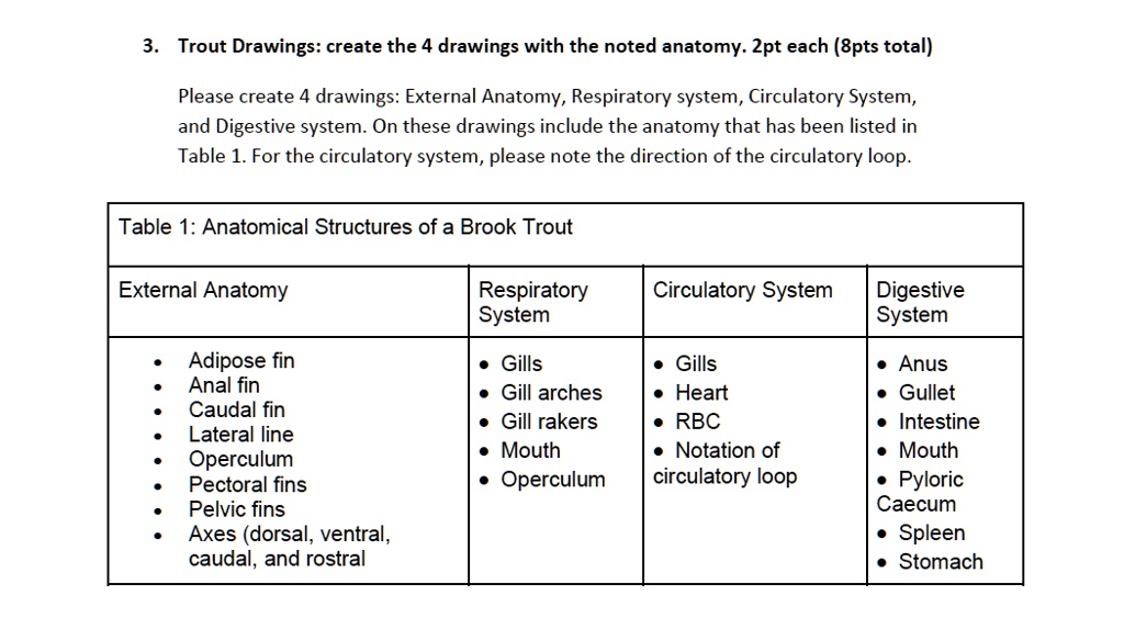 trout drawings create the 4 drawings with the noted anatomy zpt each ...