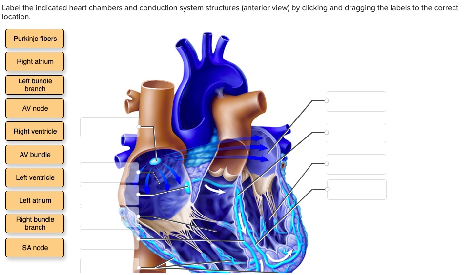 SOLVED: Label the indicated heart chambers and conduction system ...