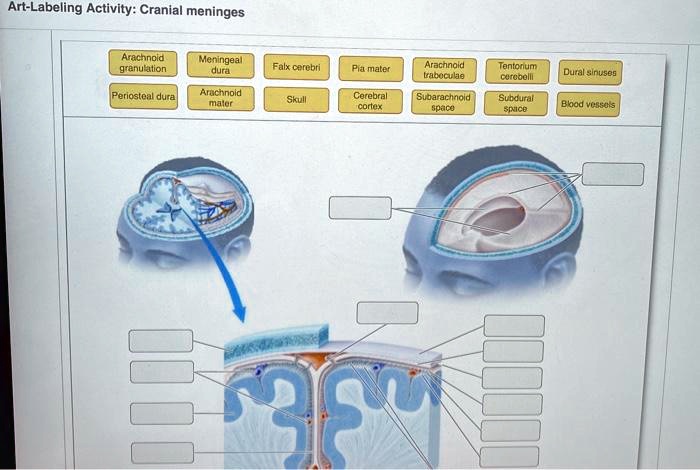Art-Labeling Activity: Cranial meninges Arachnoid granulation Meningeal ...