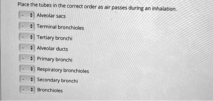Place the tubes in the correct order as air passes during an...
