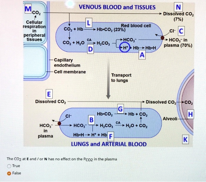 SOLVED: Text: M CO2 Cellular respiration peripheral tissues VENOUS ...