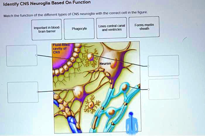 [GET ANSWER] Identify CNS Neuroglia Based On Function Match the function of the different types ...
