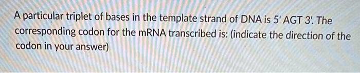 SOLVED A Particular Triplet Of Bases In The Template Strand Of DNA Is 