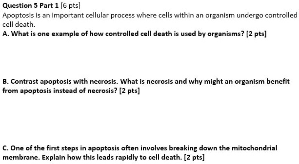 Apoptosis is an important cellular process where cells within an ...