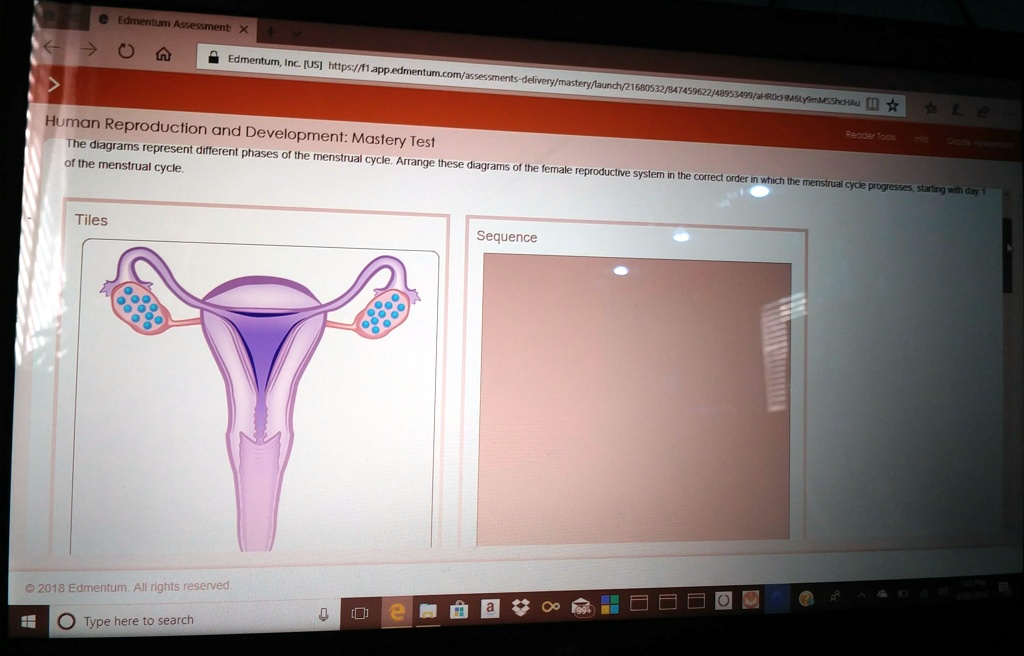 SOLVED: The diagrams represent different phases of the menstrual cycle ...