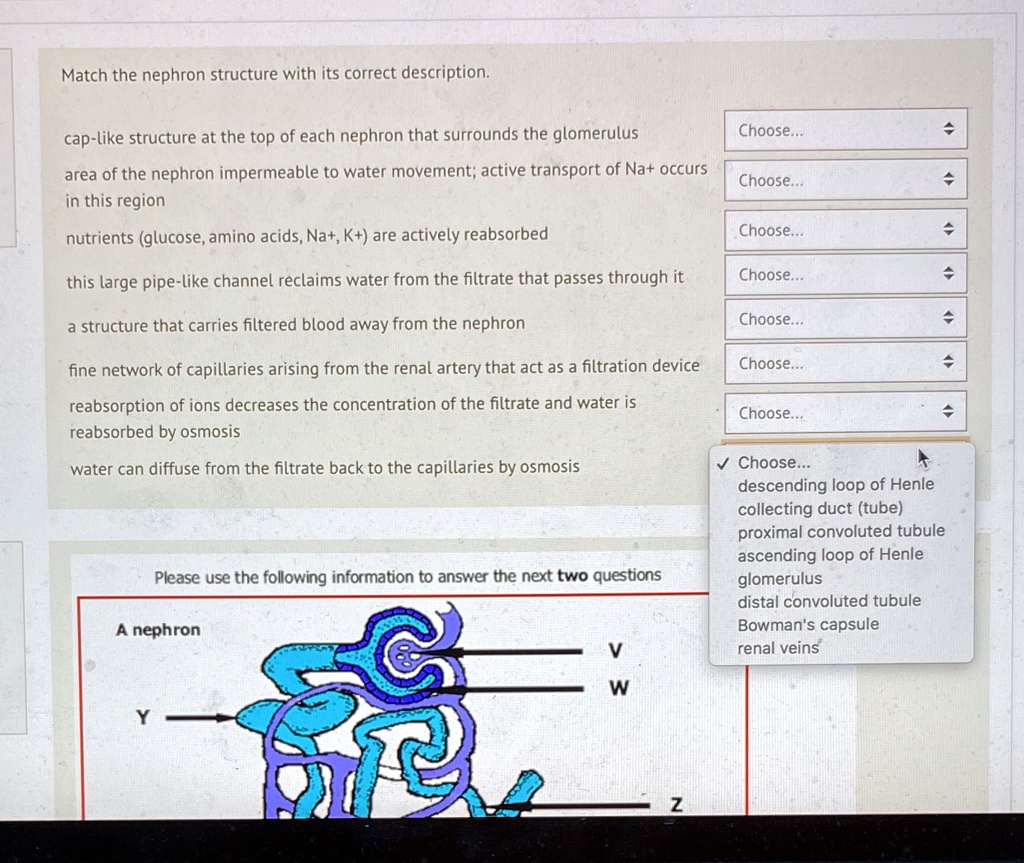 Match the nephron structure with its correct description. cap-like structure at the top of each ...