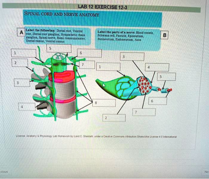LAB 12 EXERCISE 12-3 SPINAL CORD AND NERVE ANATOMY Label the following ...