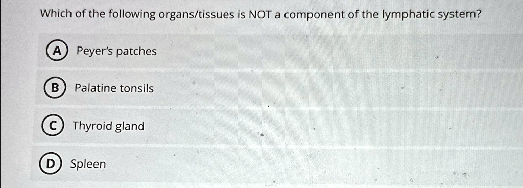 SOLVED: Which of the following organs/tissues is NOT a component of the lymphatic system? Peyer ...