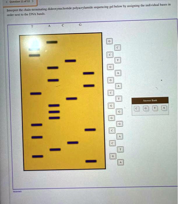 Question 11 of 12 Interpret the chain-terminating...