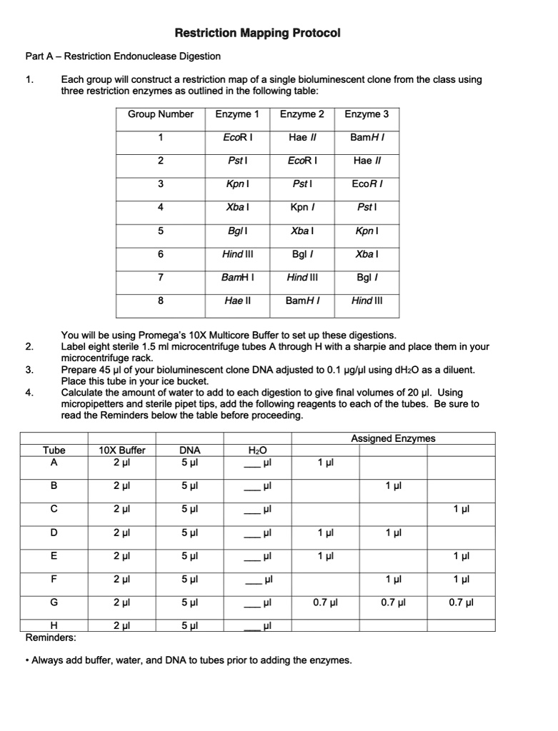 Solved Restriction Mapping Protocol Part A Restriction Endonuclease Digestion Each Group Will 9363