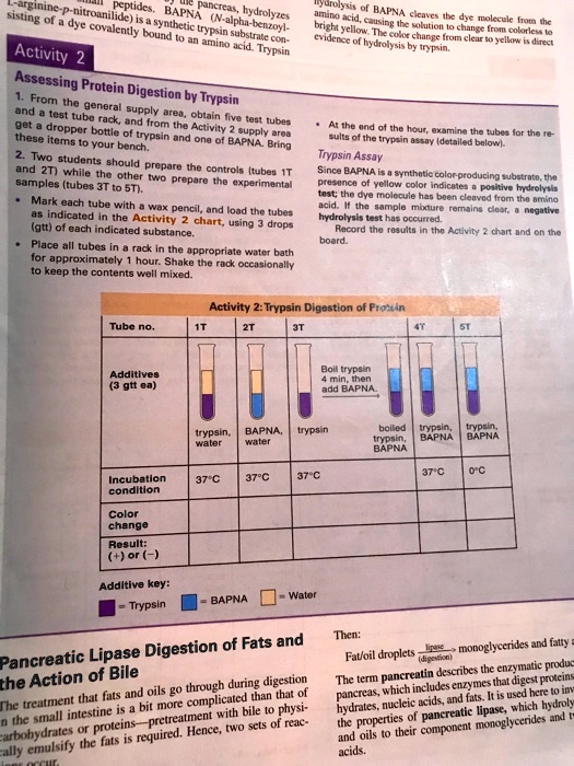 bapnan alpha benzoyl creashydrolyzes lysis of bapna cleaves the dye ...