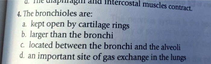 hic 4apinag11 alla intercostal muscles contract 4 the bronchioles are ...