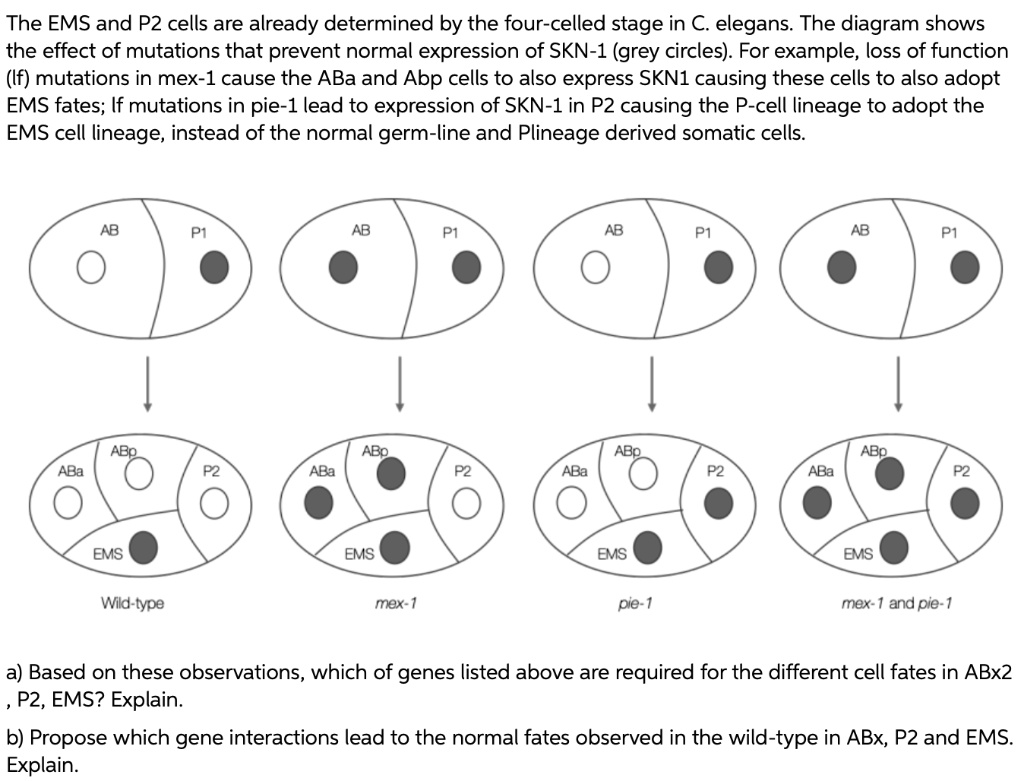 SOLVED:The EMS and P2 cells are already determined by the four-celled ...
