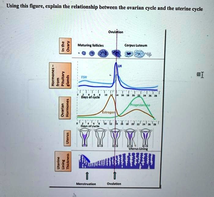 Using this figure, explain the relationship between the ovarian cycle ...