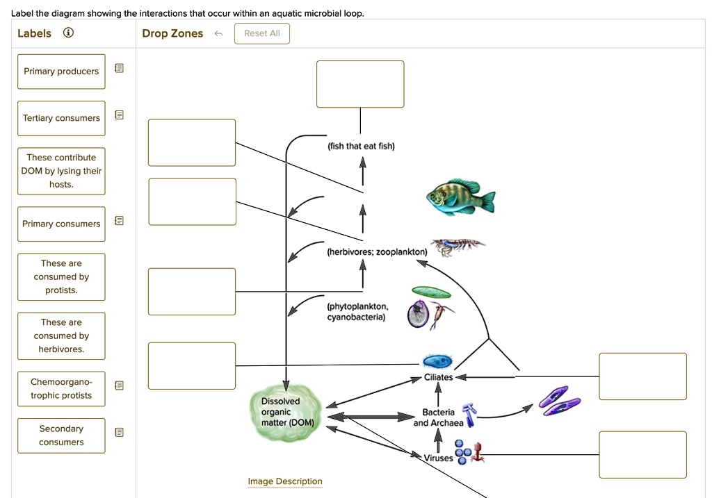 Label the diagram showing the interactions that occur within an aquatic ...