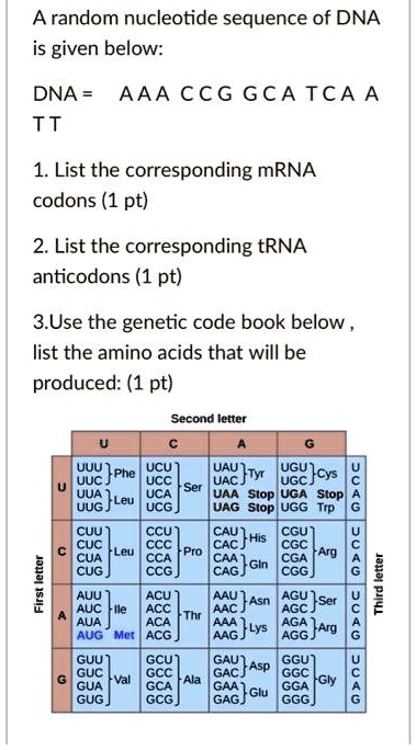 a random nucleotide sequence of dna is given below dna aaa ccg gca tca a tt 1 list the ...