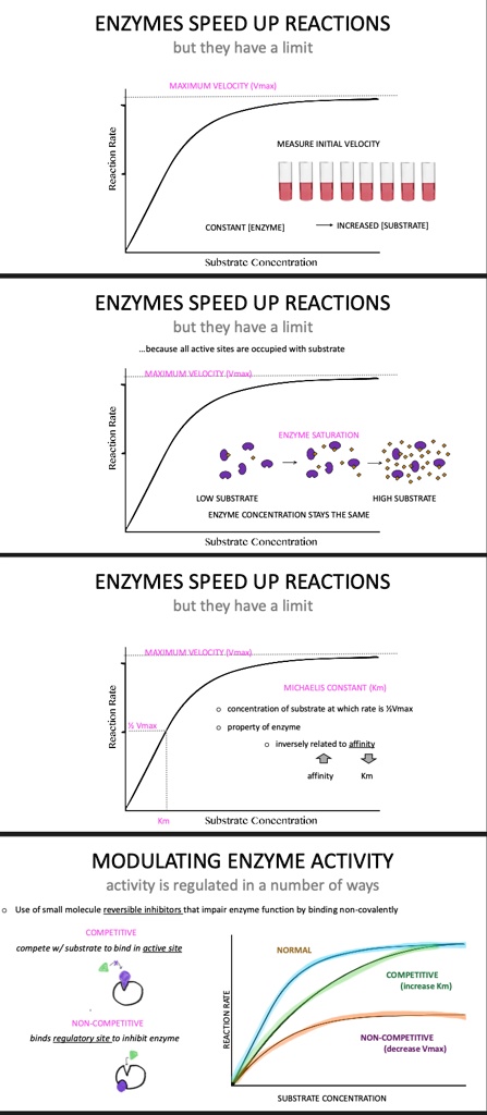 enzymes speed up reactions but they have a limit maximum velocity vmax ...