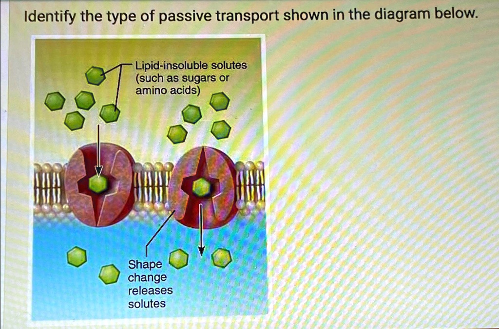 Identify the type of passive transport shown in the diagram...