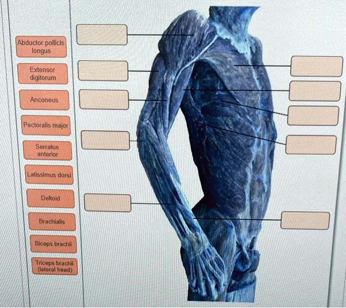 SOLVED: Abductor pollicis longus Extensor digitorum Anconeus Pectoralis ...