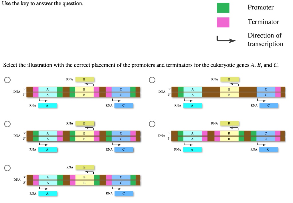 SOLVED: Texts: Use the key to answer the question Promoter Terminator Direction of transcription ...