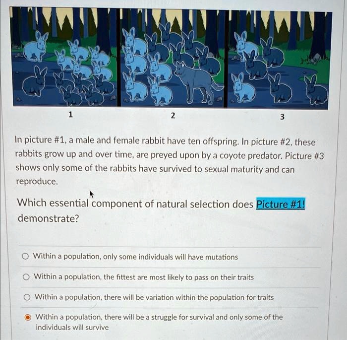 SOLVED: which is correct?? In picture #1,a male and female rabbit have ...