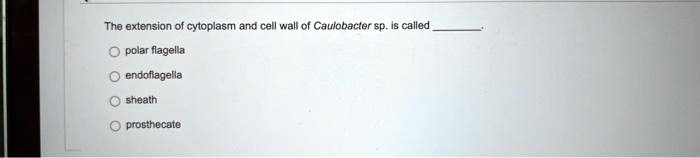 SOLVED: The extension of cytoplasm and cell wall of Caulobacter sp. is ...
