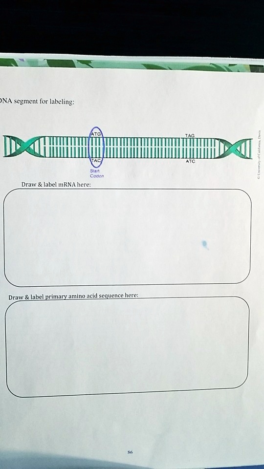 SOLVED: )NA segment for labeling: Codon Draw label mRNA here": Draw ...