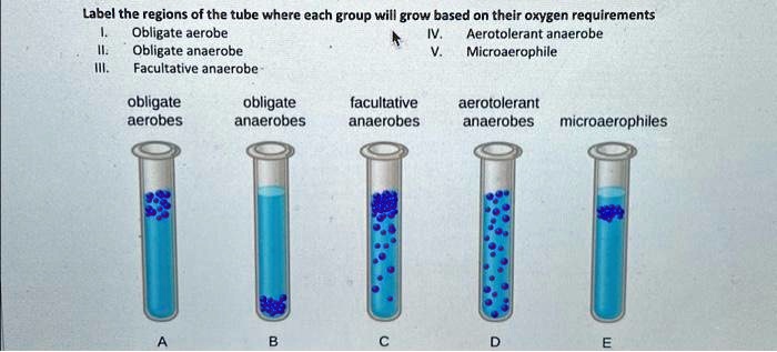Label the regions of the tube where each group will grow based on their ...