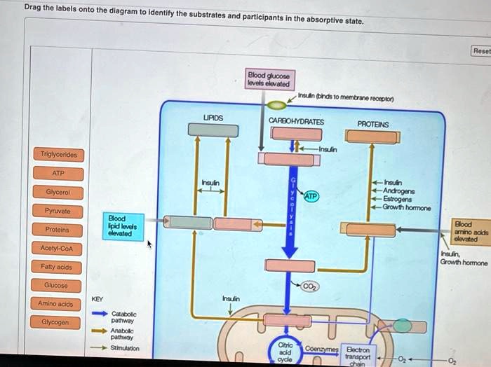 SOLVED: Drag the labels onto the diagram to identify the substrates and ...