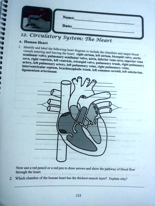 SOLVED: 12 Circulatory System: The Heart Human Heart Identify label the ...