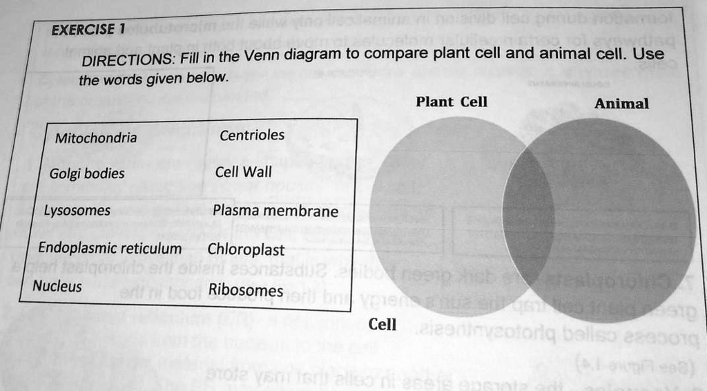 SOLVED: EXERCISE 1 DIRECTIONS: Fill in the Venn diagram to compare ...