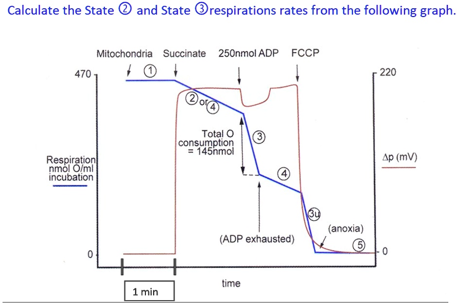 Calculate the State ? and State ? respirations rates from the following ...