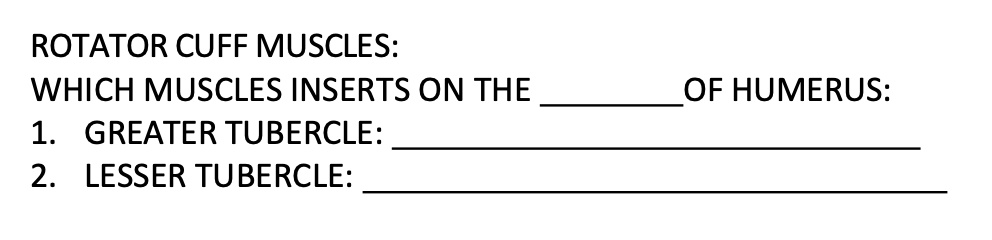 SOLVED: ROTATOR CUFF MUSCLES: WHICH MUSCLES INSERTS ON THE OF HUMERUS ...