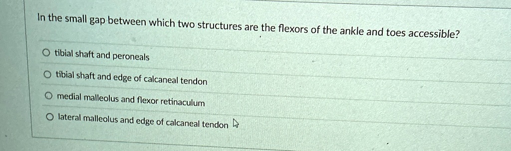 in the small gap between which two structures are the flexors of the ...