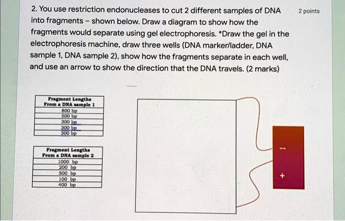 2. You use restriction endonucleases to cut 2 different samples of DNA ...